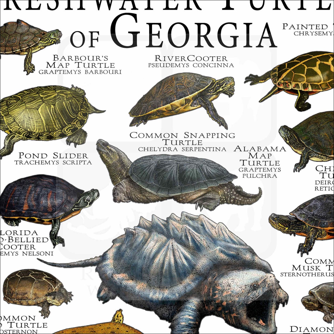 Freshwater Turtles of Georgia Poster Print /field Guide - SIGNED BY ...