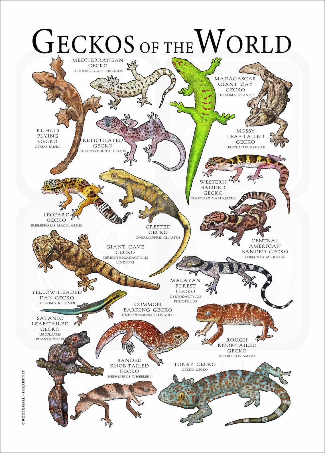 Geckos of the World Poster Print | Etsy