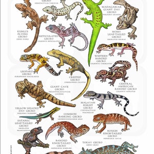Geckos of the World Poster Print - Etsy