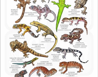 Types Of Lizards Chart