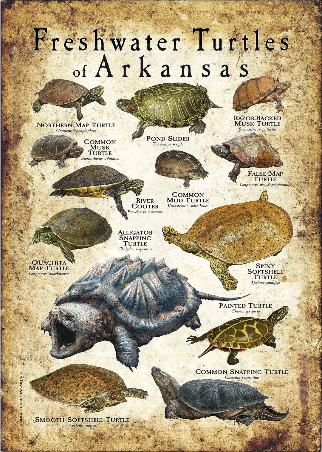 Freshwater Turtles of Arkansas Poster Print/field Guide - SIGNED BY ...