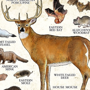 Pennsylvania Mammals Poster Print: Signed Wildlife Art Field Guide - Etsy