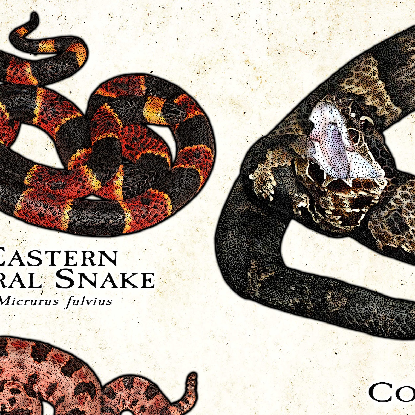 Venomous Snakes of North Carolina Art Print / Field Guide - Etsy