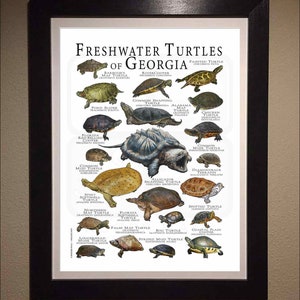 Freshwater Turtles of Georgia Poster Print /field Guide - SIGNED BY ...