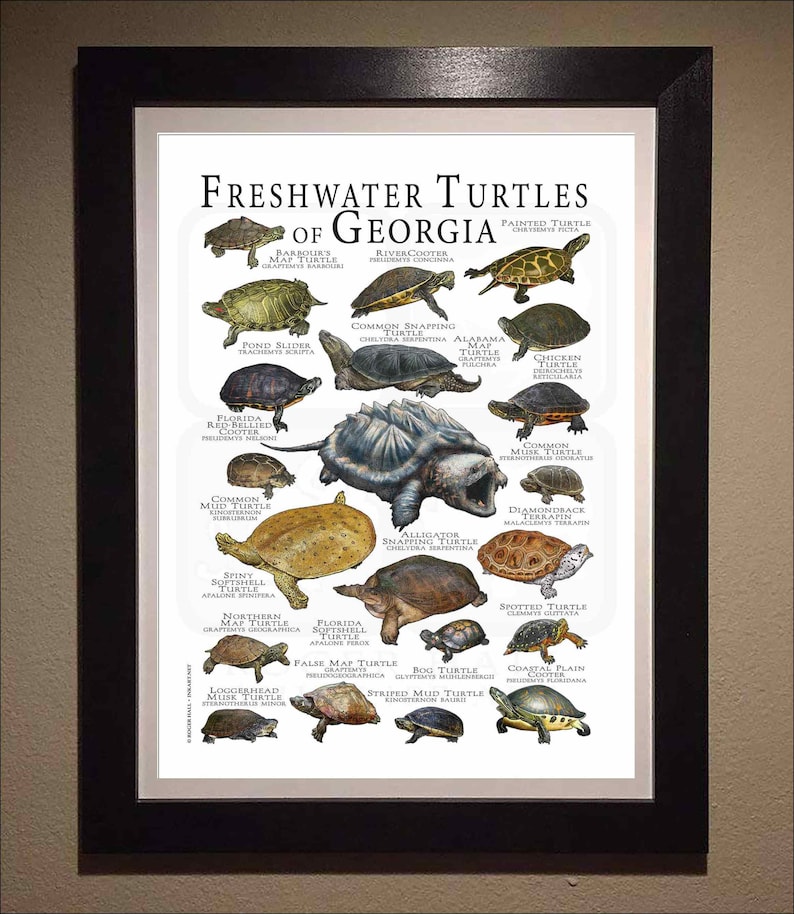 Freshwater Turtles of Georgia Poster Print /field Guide - SIGNED BY ...