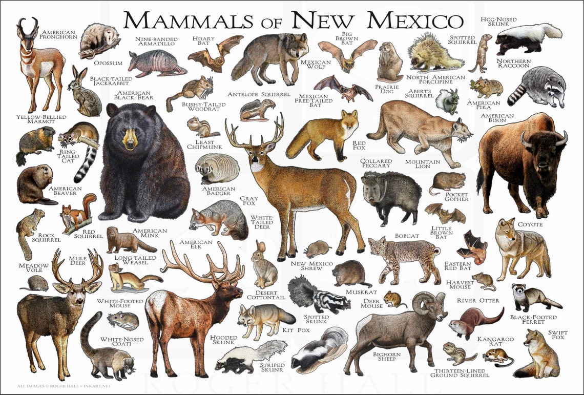 Mammals of New Mexico Poster Print / New Mexico Mammals Field | Etsy