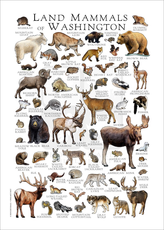 Washington State Wildlife