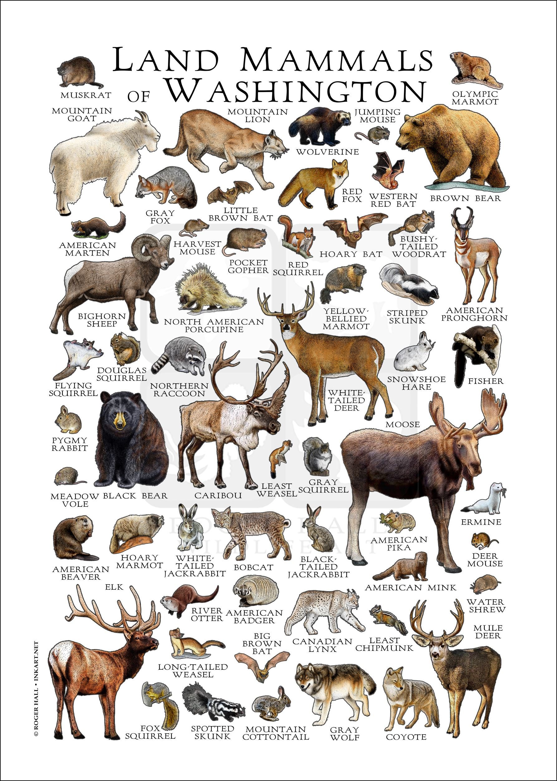 Names Of Mammals