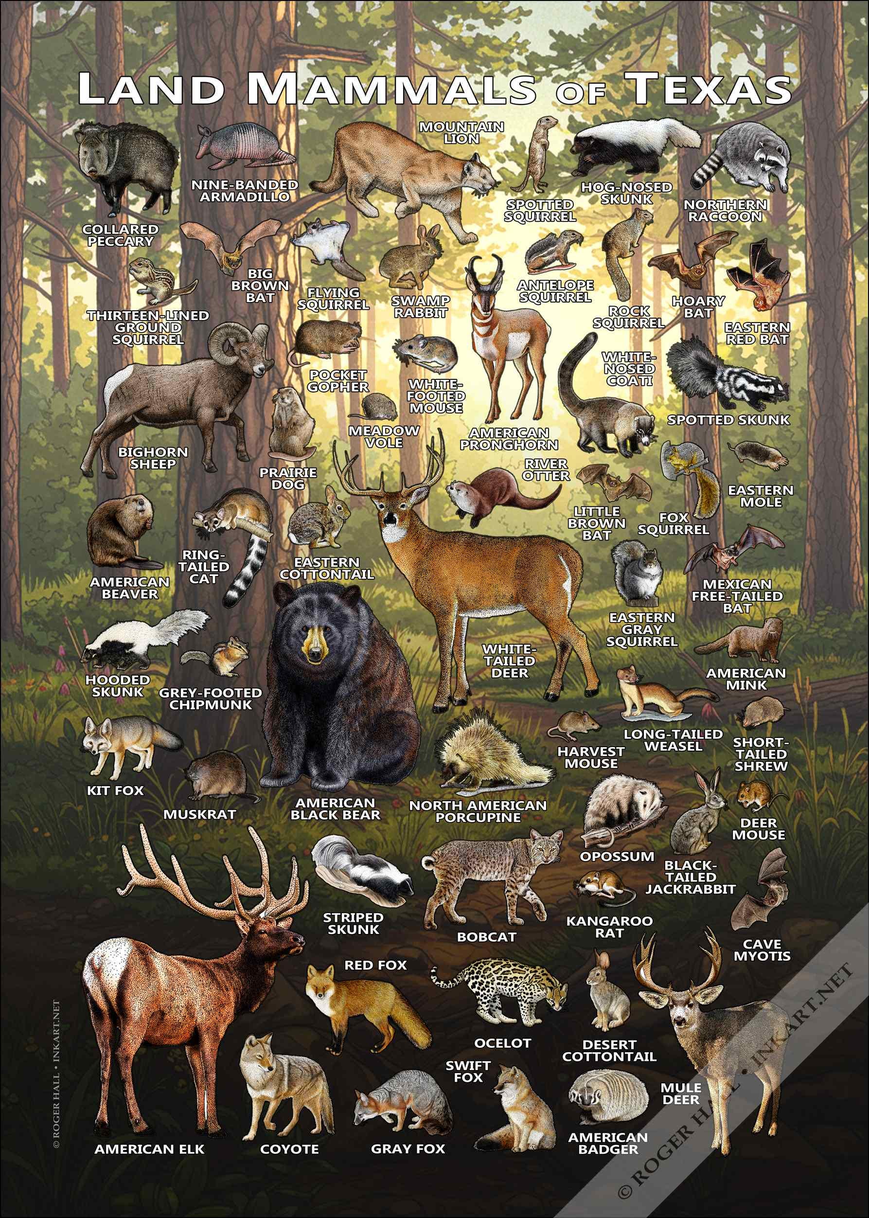 Texas Mammals Field Guide Poster Print: Signed Wildlife Art - Etsy