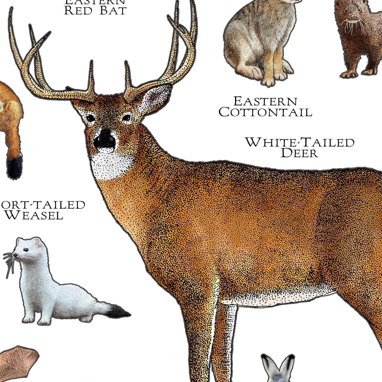 Mammals of Virginia Poster Print / Virginia Mammals Field - Etsy Canada