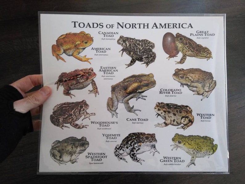 Toads of North America Poster Print - Etsy