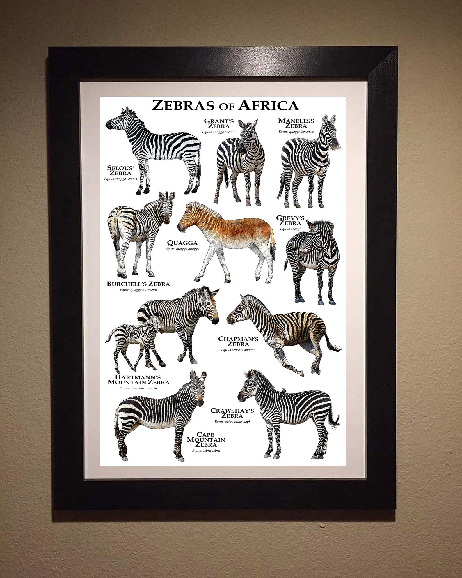 Zebras of Africa Poster / Field Guide | Etsy