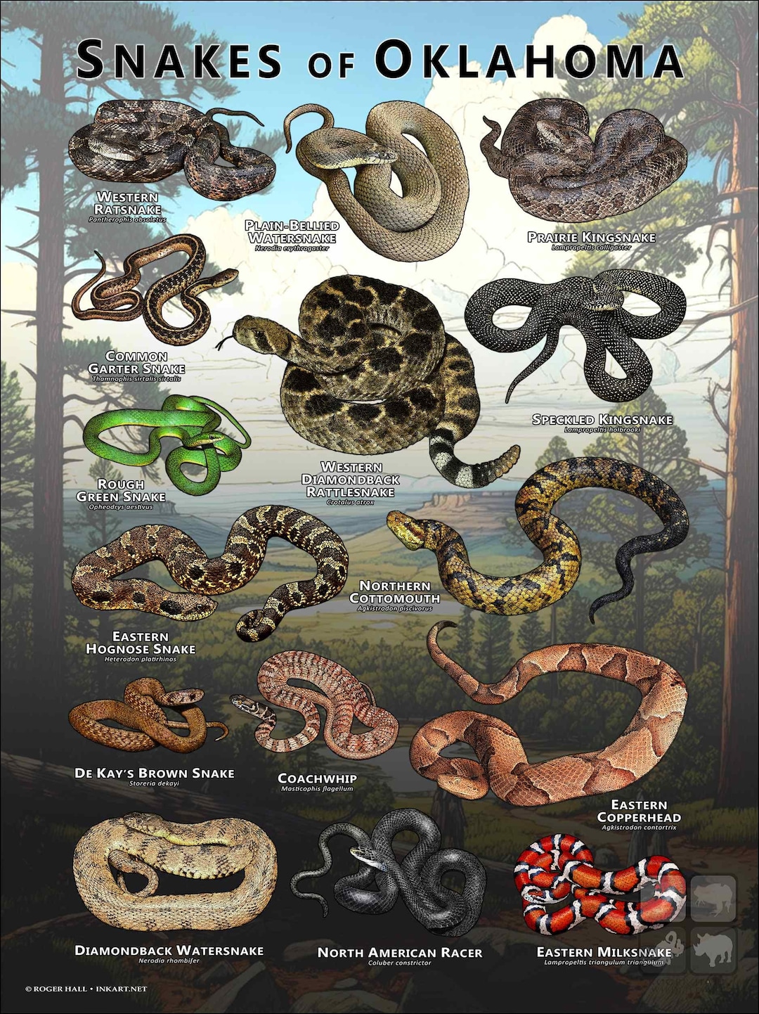 Snakes of Oklahoma Poster Print - Field Guide - Etsy