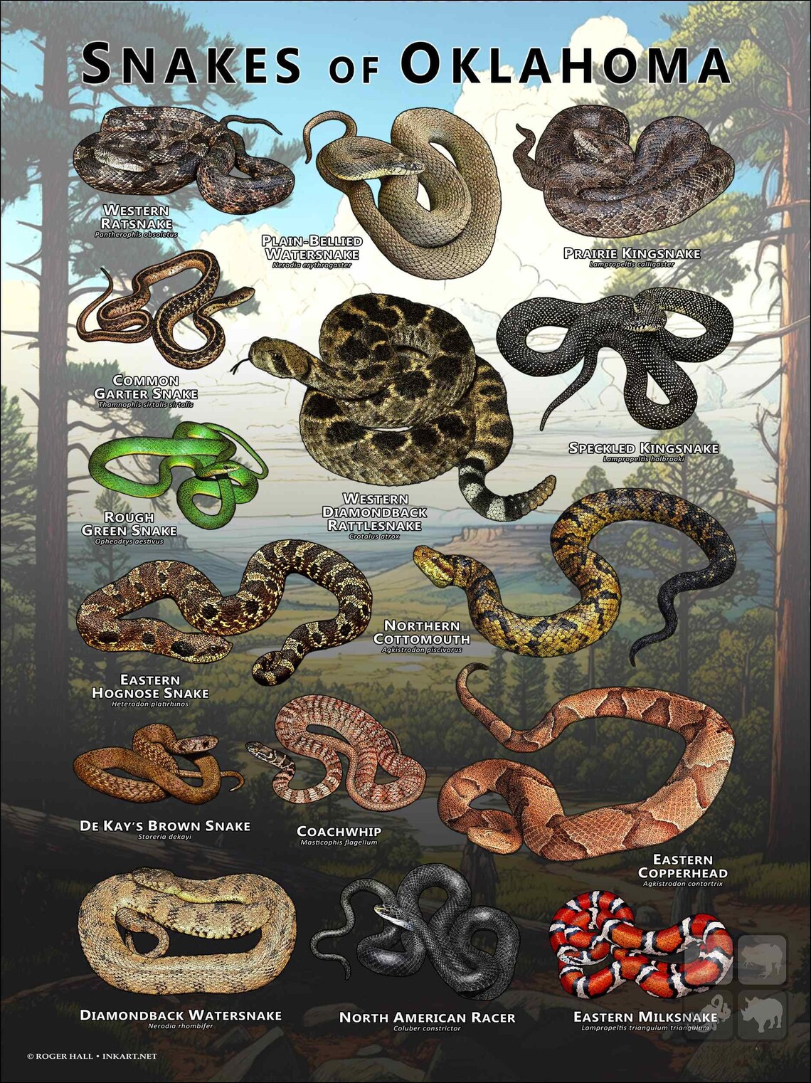 Snakes of Oklahoma Poster Print - Field Guide - Etsy