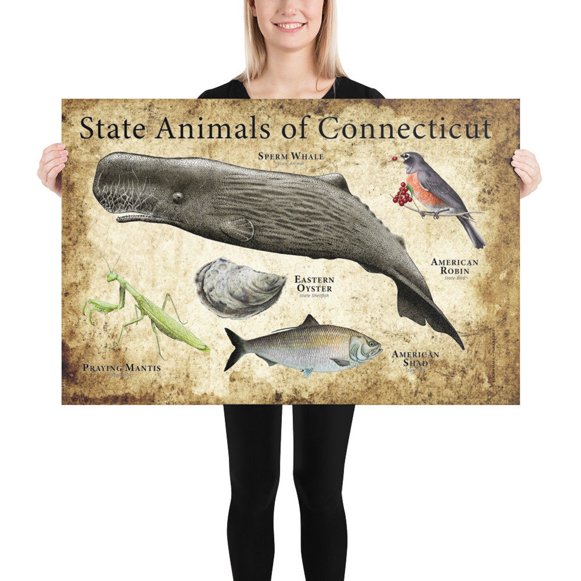 Connecticut State Animals Poster Print | Etsy