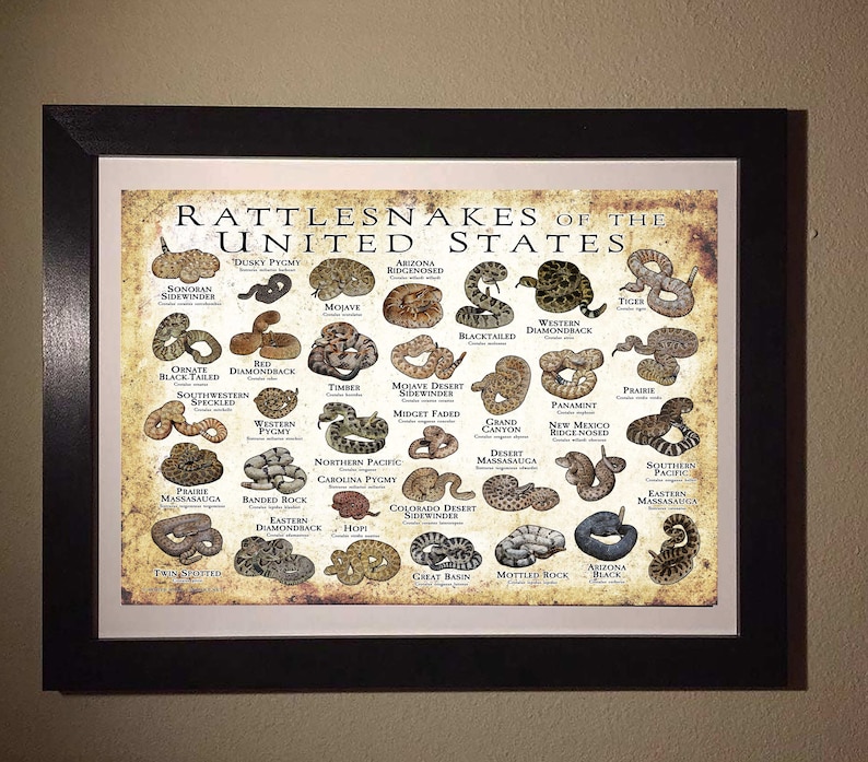 Rattlesnakes of the United States Art Print / Field Guide - SIGNED BY ...