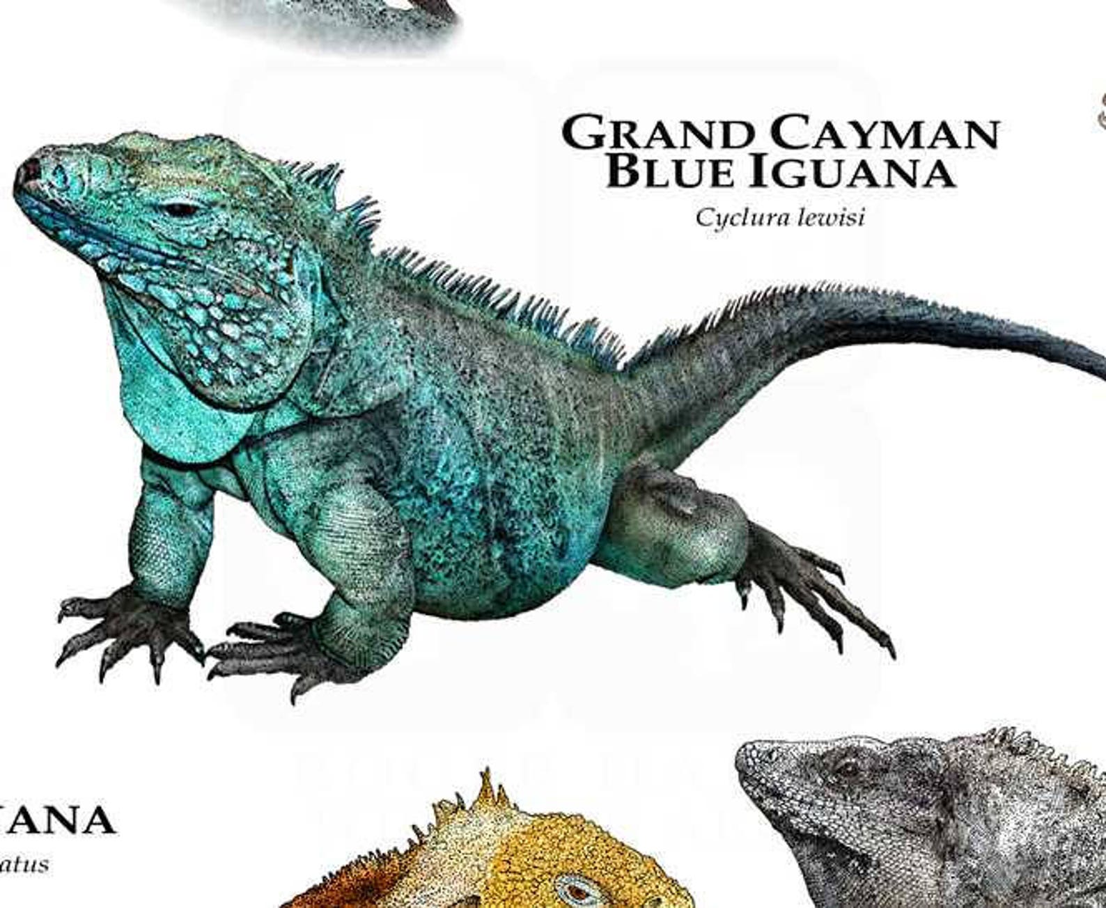 Iguanas of the World Poster Print - Etsy
