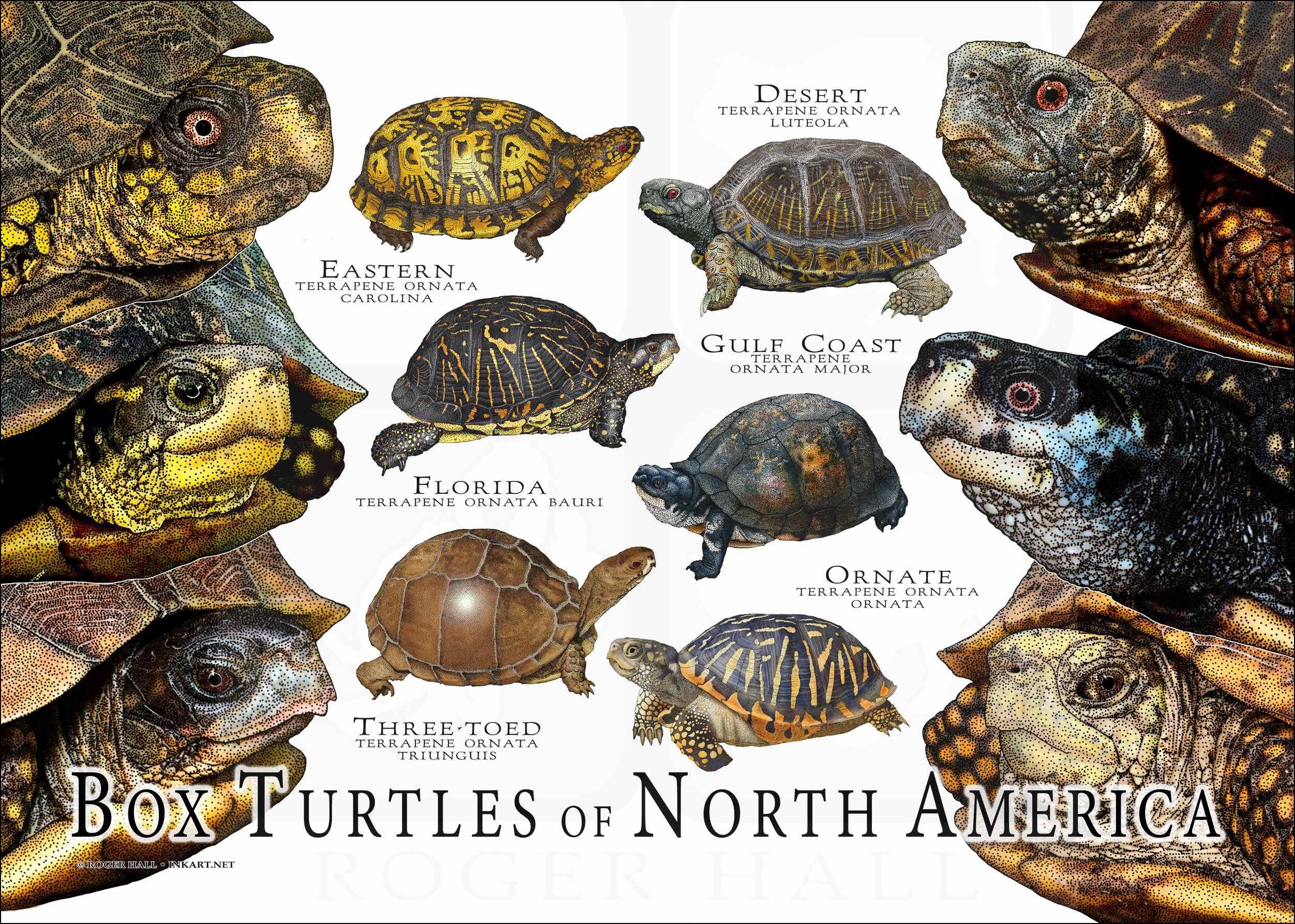 Box Turtles of North America Poster / Field Guide - Etsy