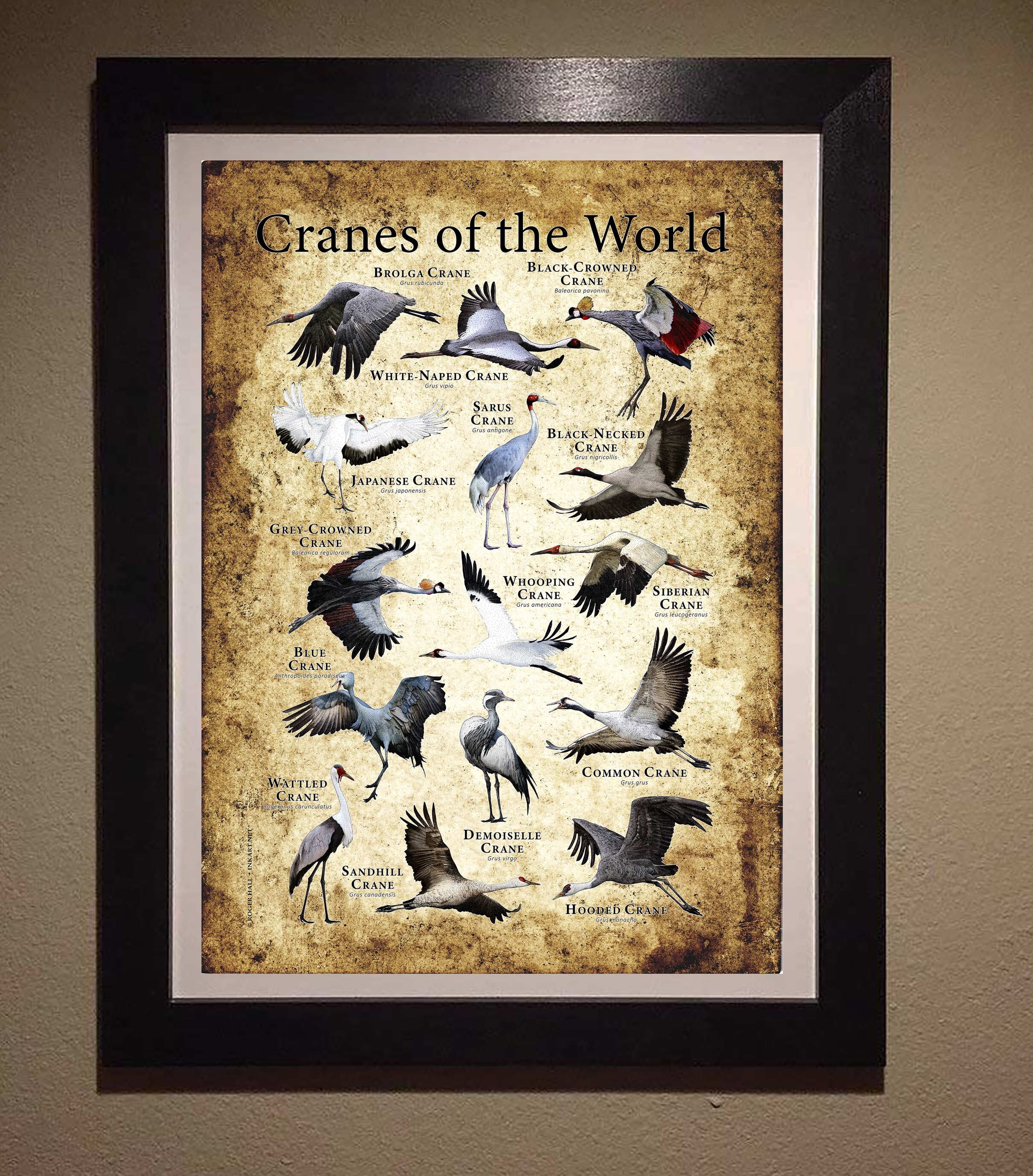 Cranes of the World Poster Print - Etsy