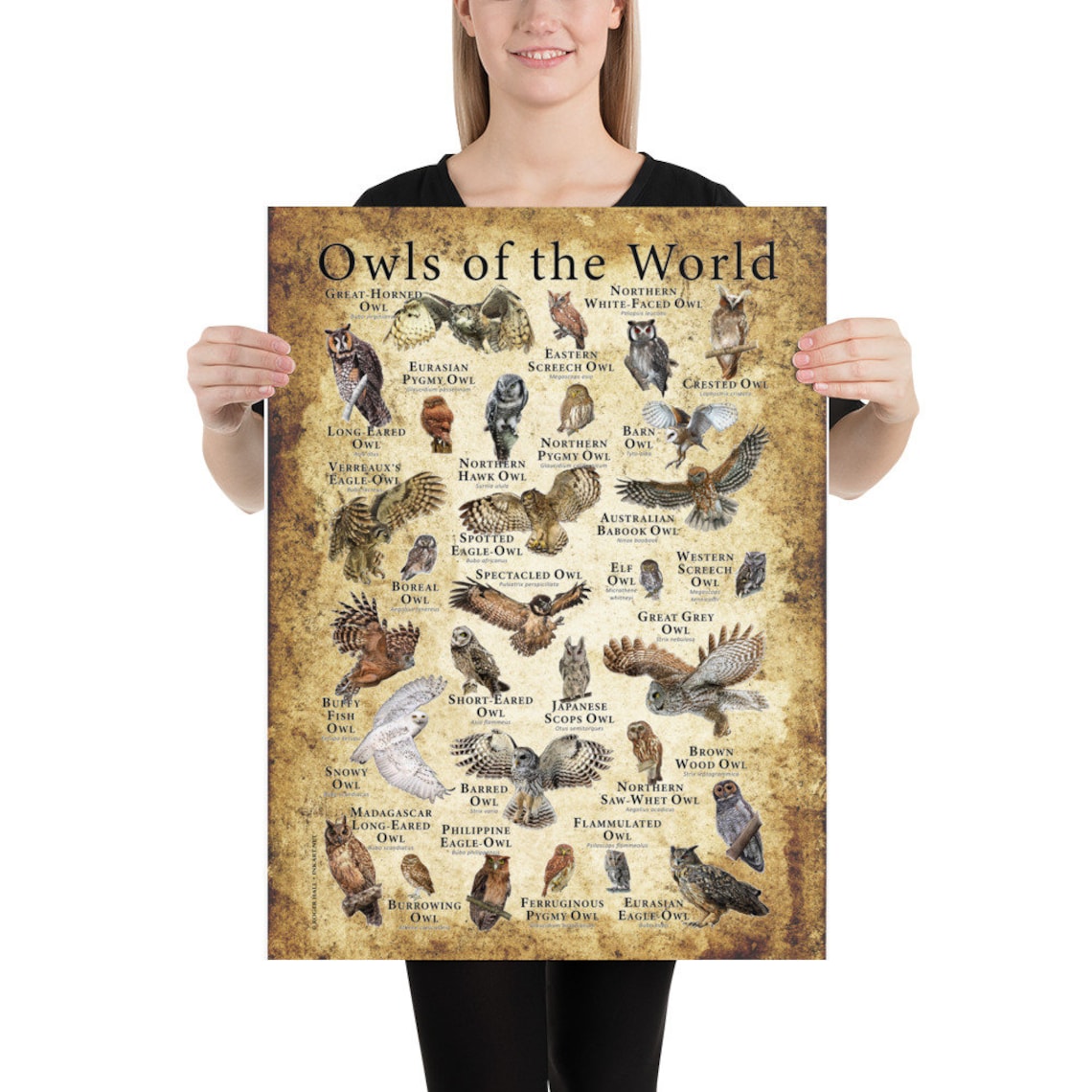 Owls of the World Poster Print | Etsy