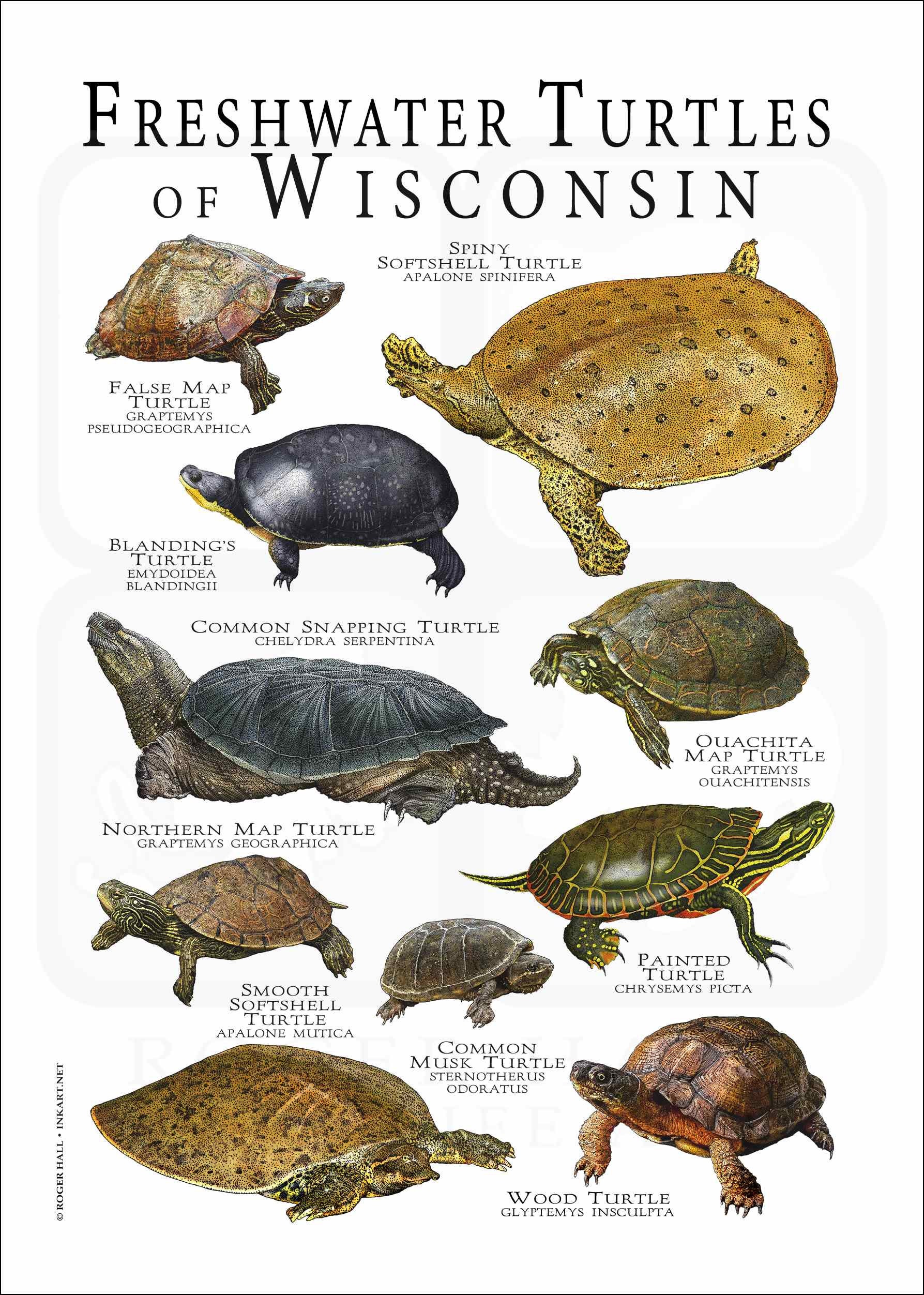 Freshwater Turtles of Wisconsin Poster Print Field Guide - Etsy