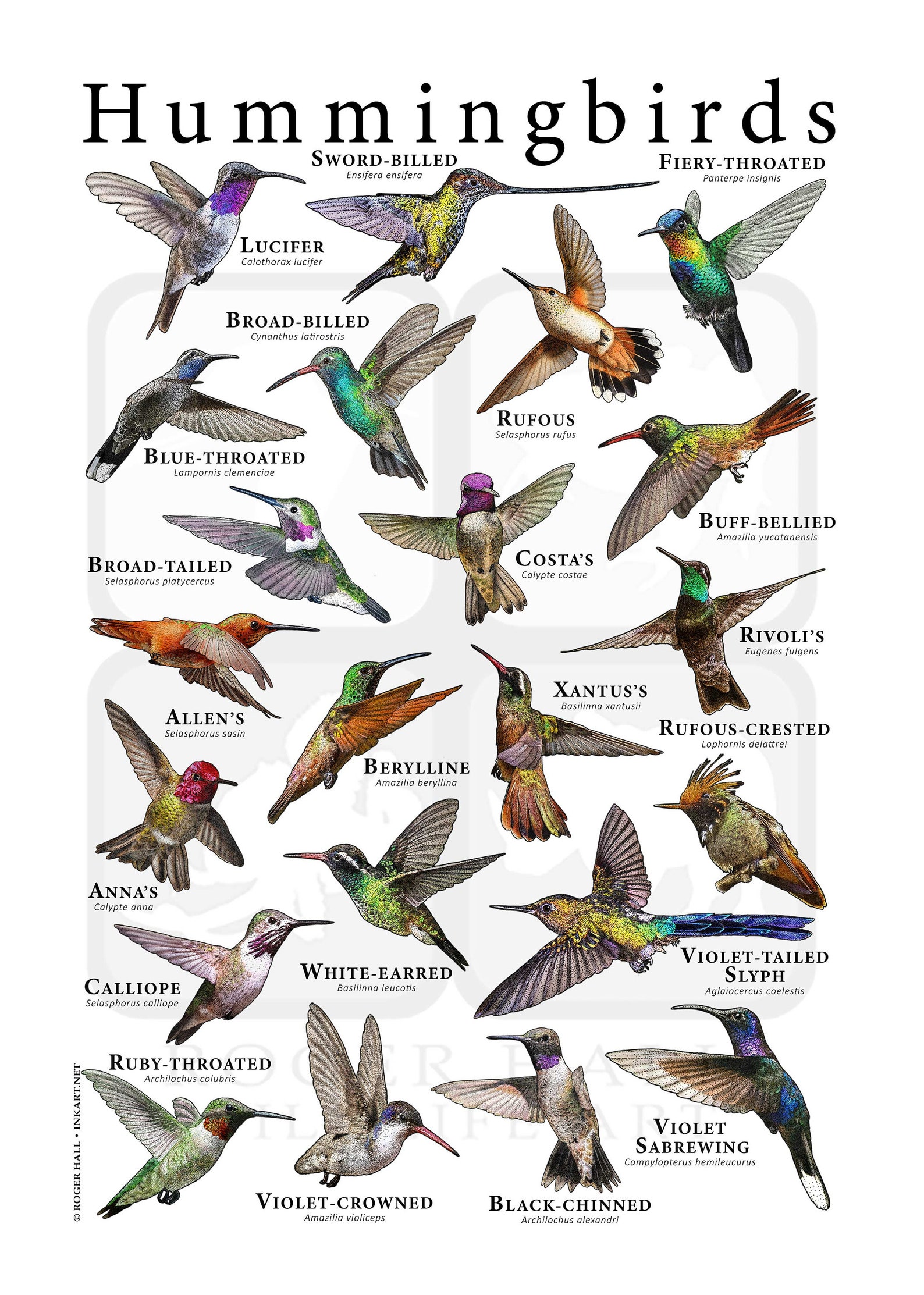 Hummingbirds of the World Poster | Etsy