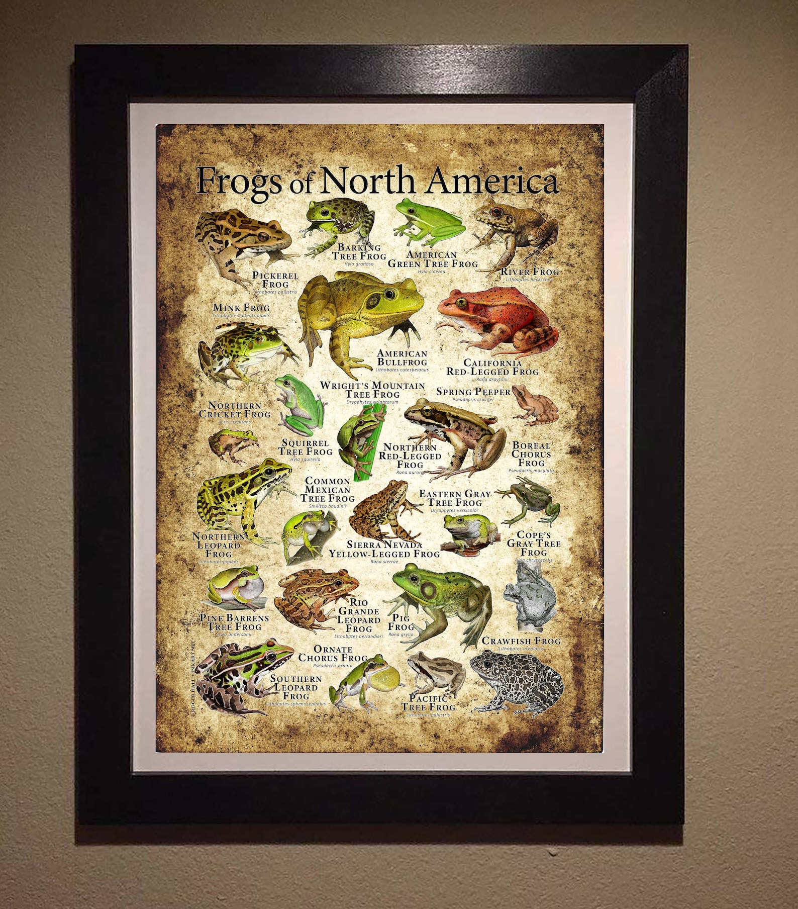 Frogs of North America Poster Print - SIGNED BY ARTIST! - Etsy