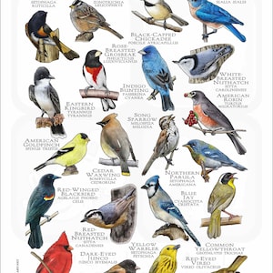 Songbirds of Illinois Poster Print Field Guide - Etsy