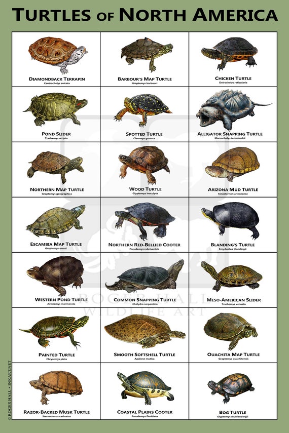 Kinds Of Turtles