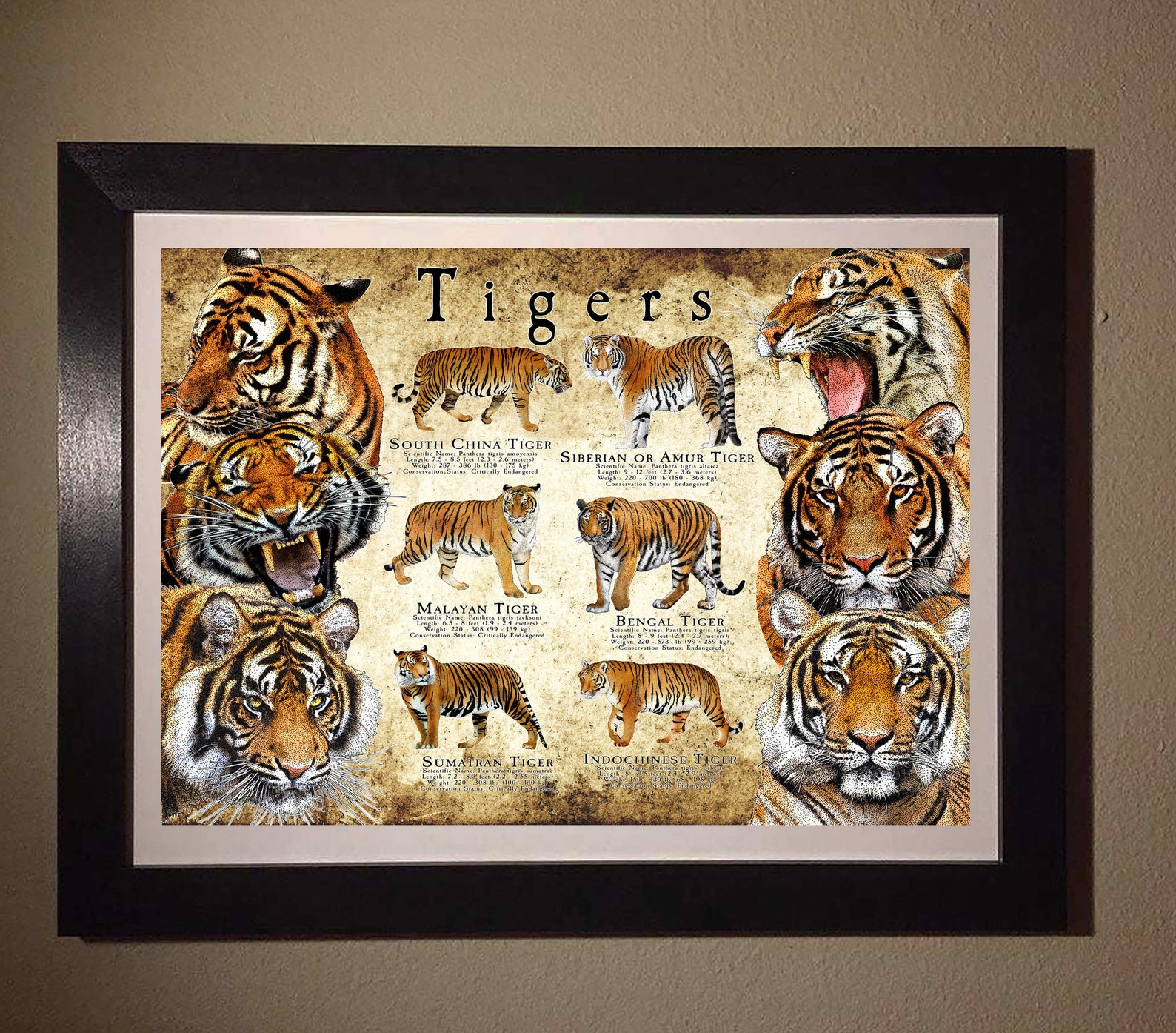 Endangered Tigers of Asia Poster - Etsy