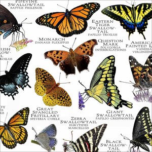 Butterflies of Maryland Poster Print Field Guide - Etsy