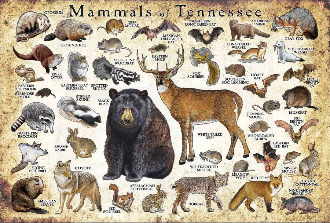 Mammals of Tennessee Poster Print / Tennessee Mammals Field Guide ...