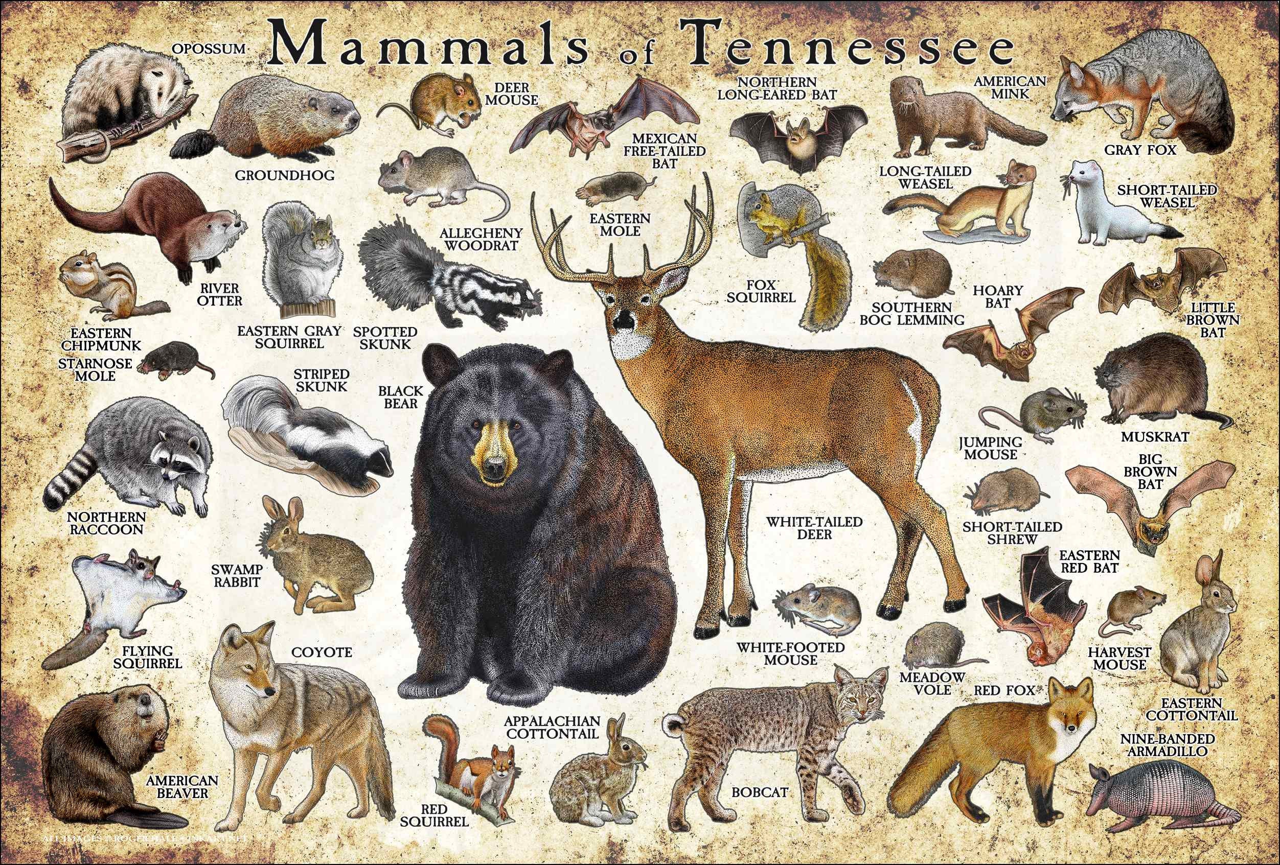 Tennessee State Animal