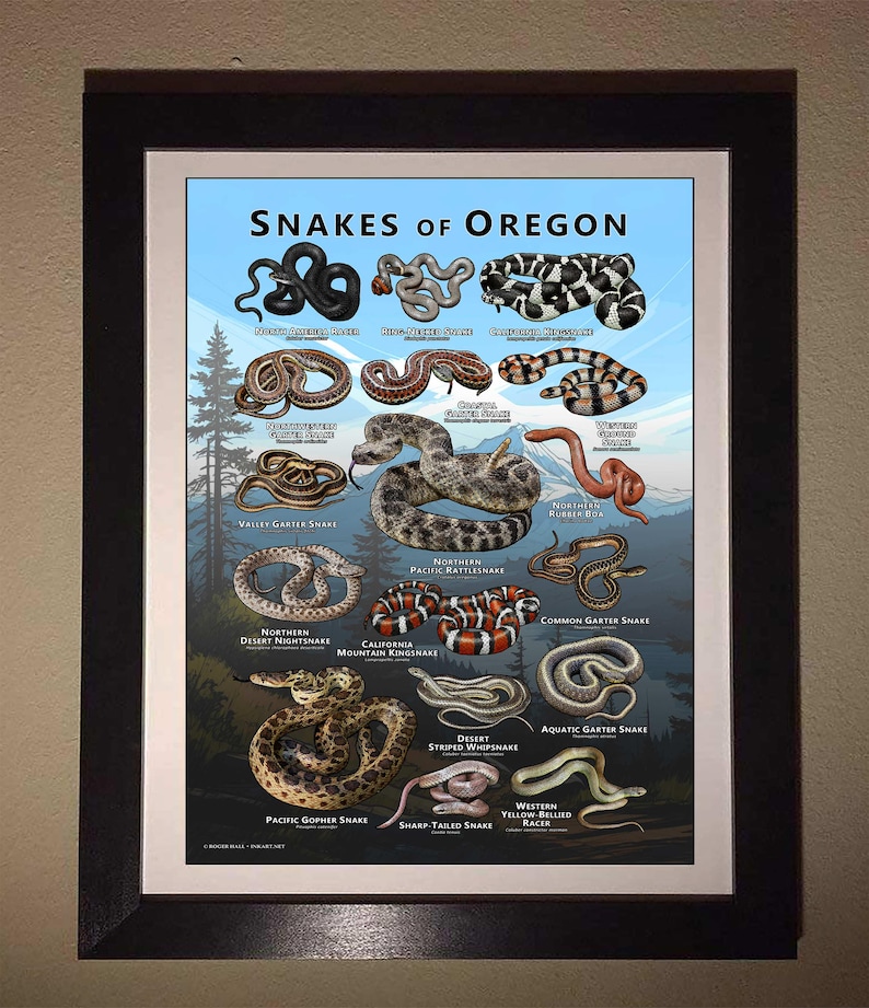 Snakes of Oregon Poster Print/field Guide - SIGNED BY ARTIST! - Etsy