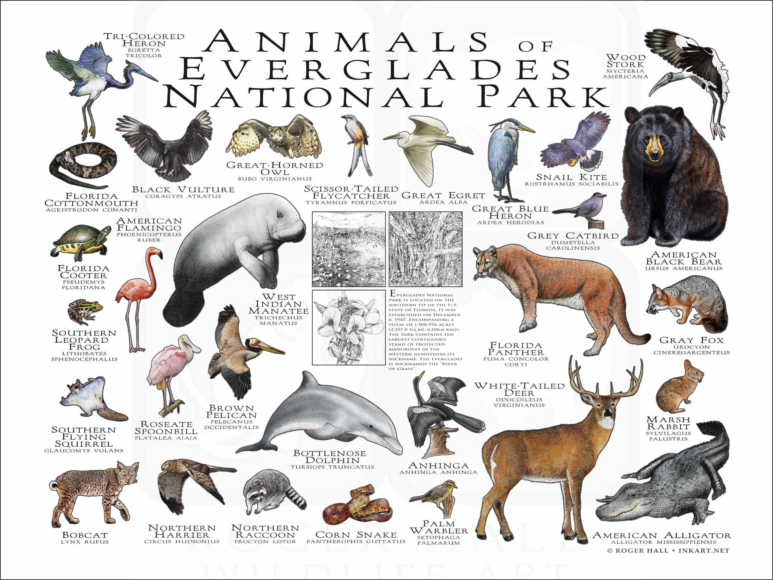 Everglades Animals Information Endangered Species & Wildlife