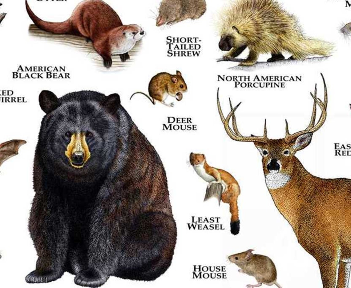Land Mammals of Maryland Poster Print / Maryland Mammals Field | Etsy