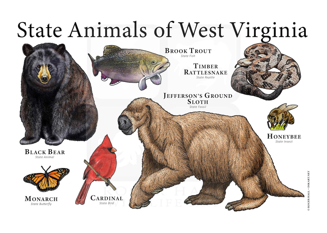 West Virginia State Animals - Etsy