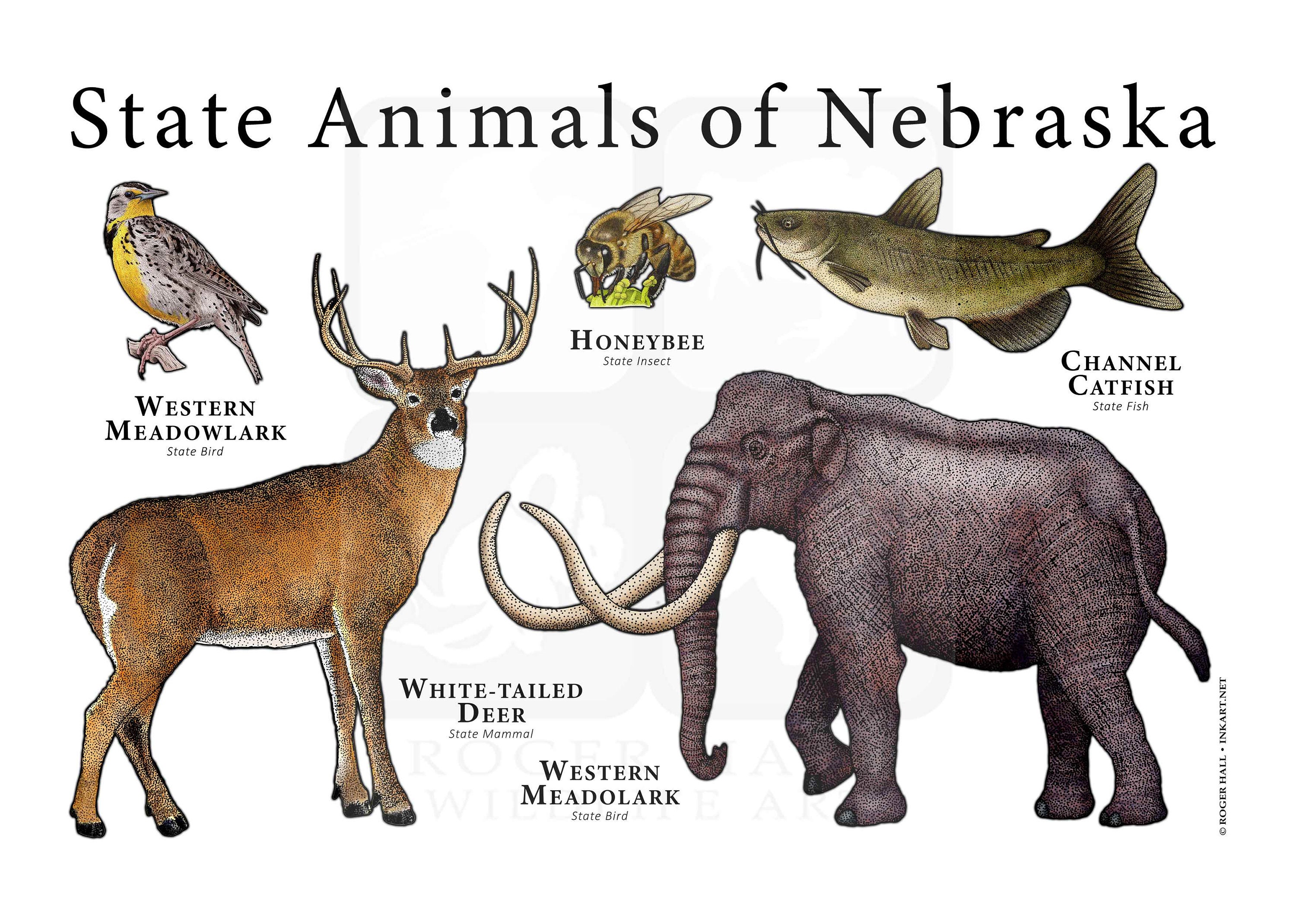 Nebraska State Animals Poster Print - Etsy Canada