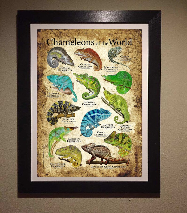Chameleons on the World Poster - Etsy