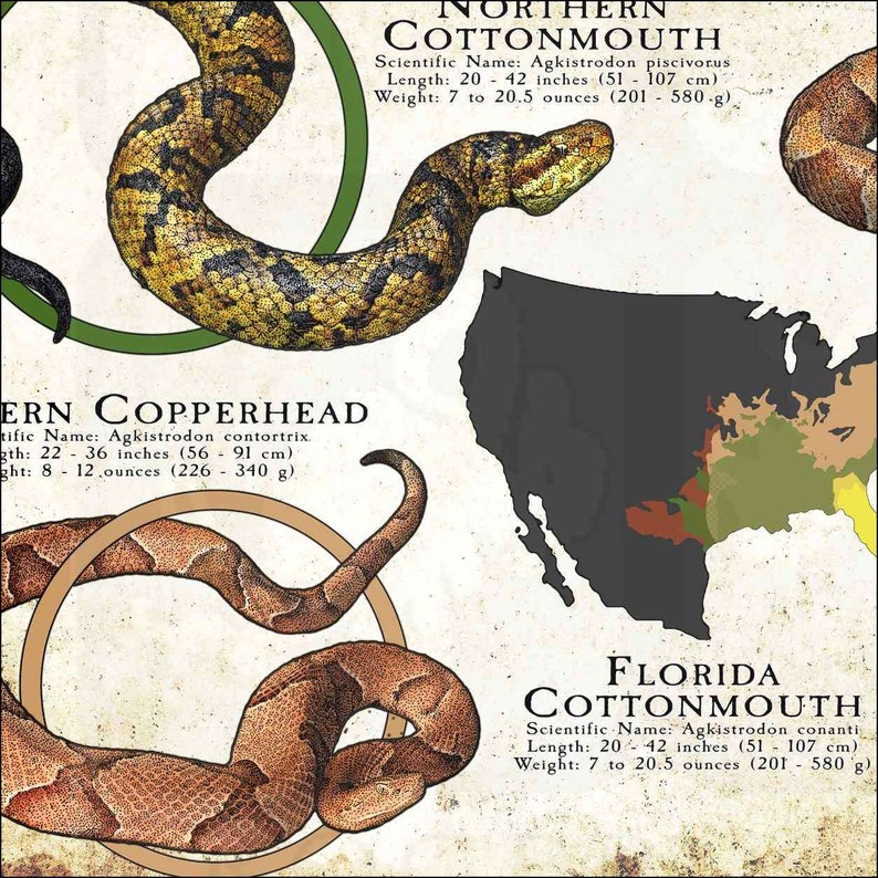 Species of Copperhead & Cottonmouth Poster Print - SIGNED BY ARTIST! - Etsy