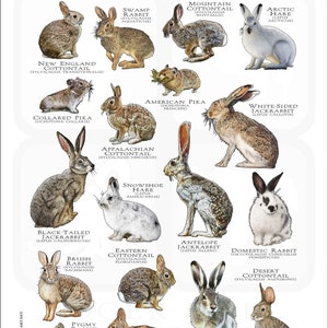 Lagomorphs of the United States and Canada Poster Print - SIGNED BY ...