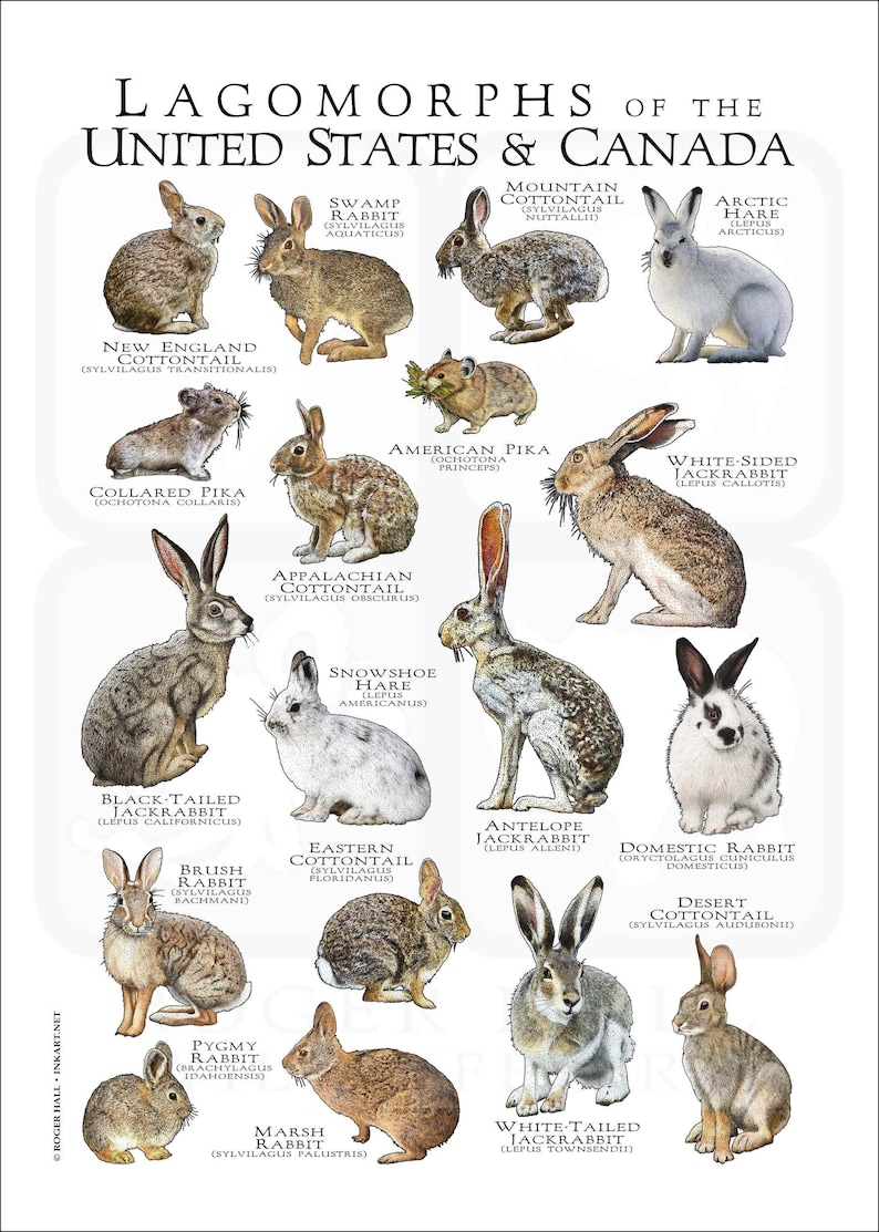 Lagomorphs of the United States and Canada Poster Print - Etsy