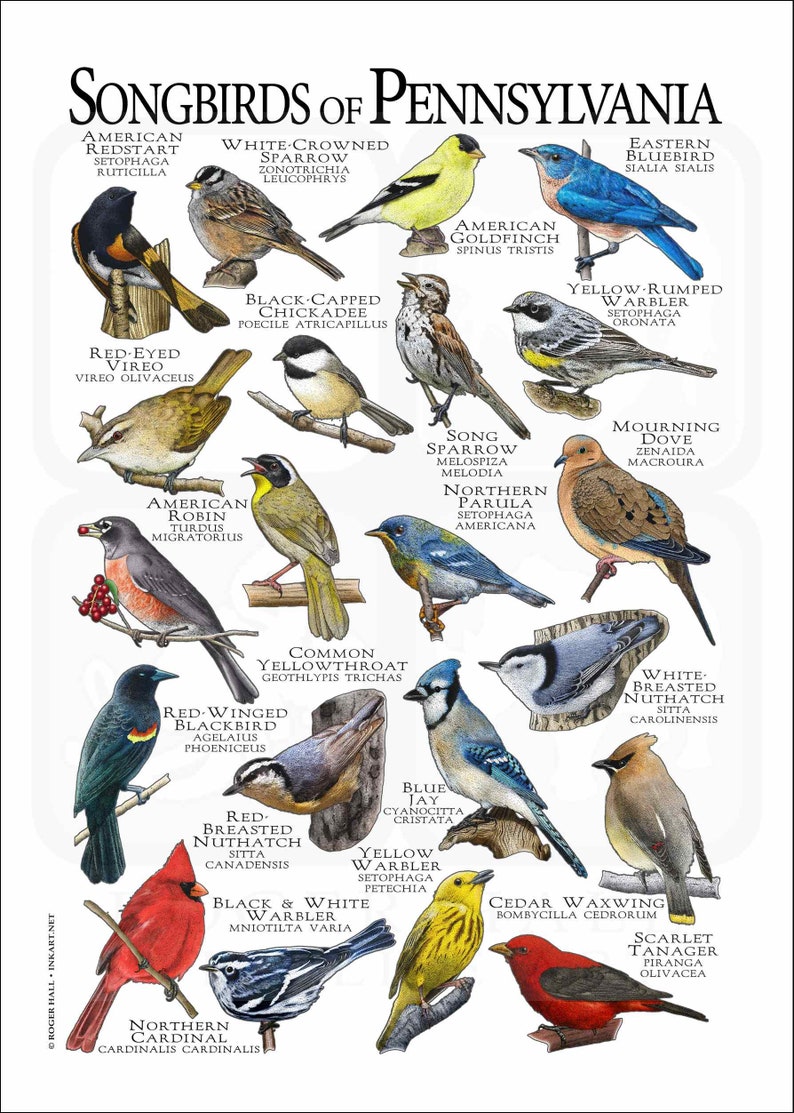 Songbirds of Pennsylvania Poster Print Field Guide - Etsy