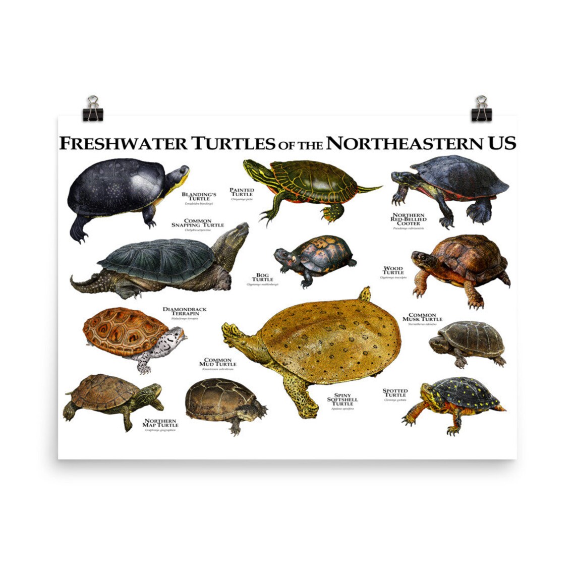 Freshwater Turtles of the Northeastern US Art Print / Field - Etsy