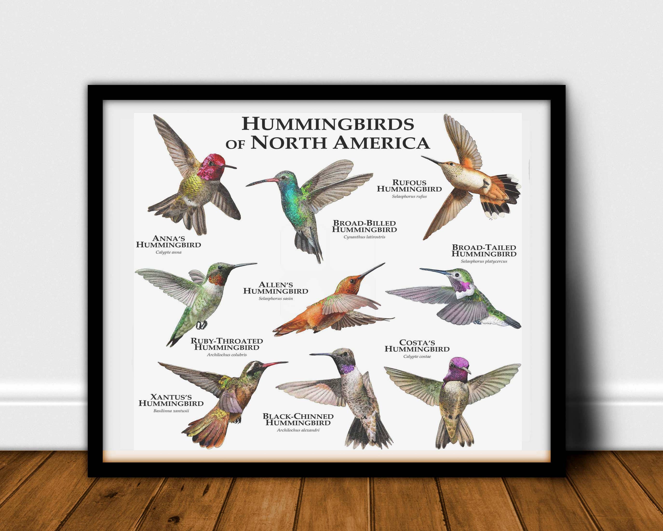 Hummingbirds of North America Poster Print - Etsy