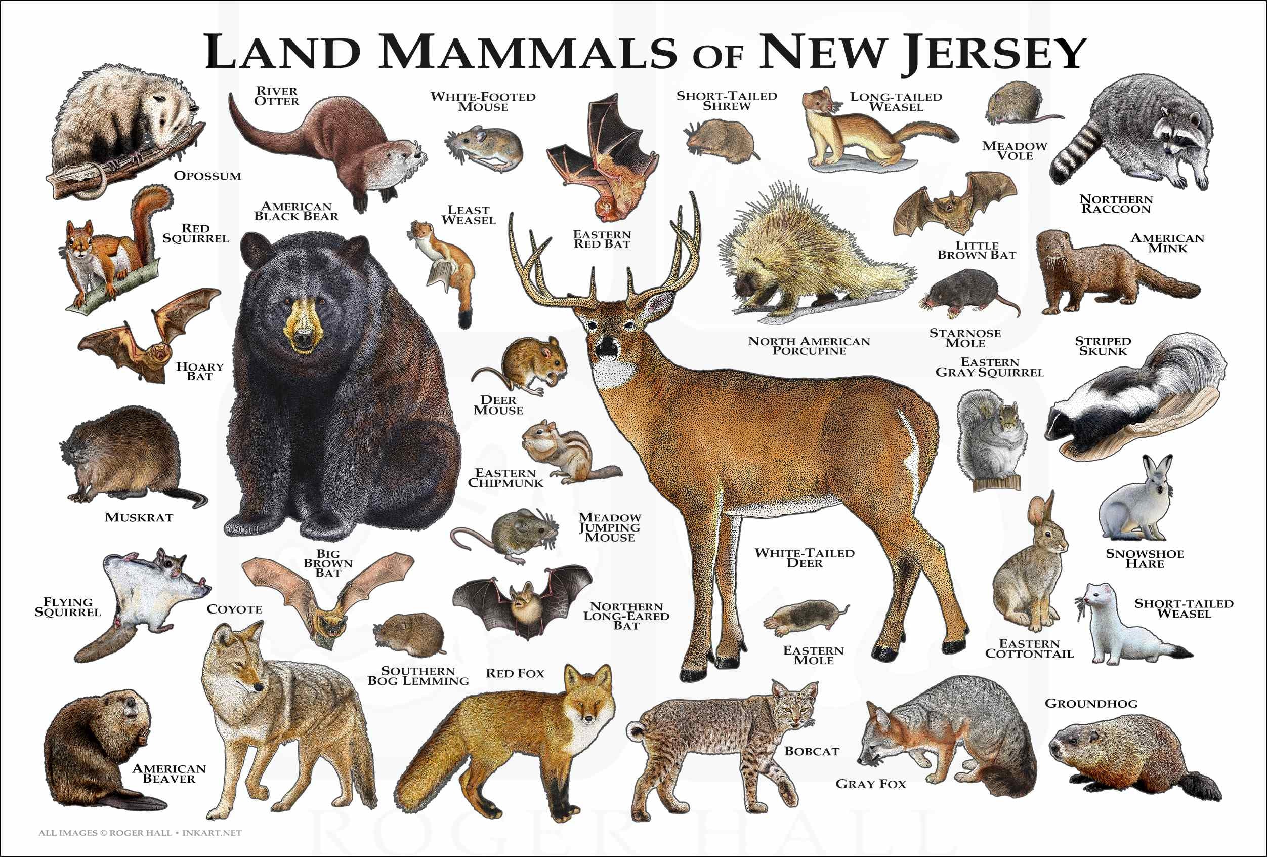Mammals Examples List Of Mammals With Pictures & Facts: Examples Of