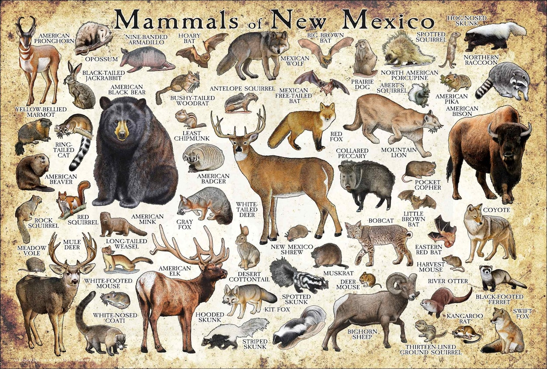 Mexico Animals