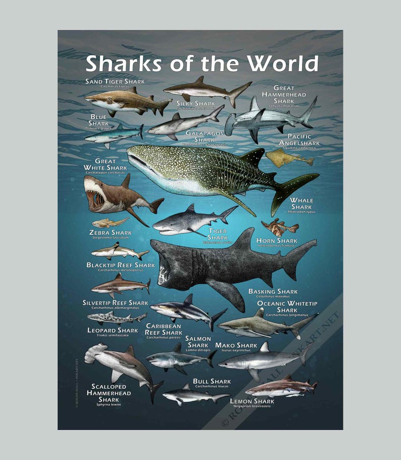 Sharks of the World Poster Print - SIGNED BY ARTIST! - Etsy