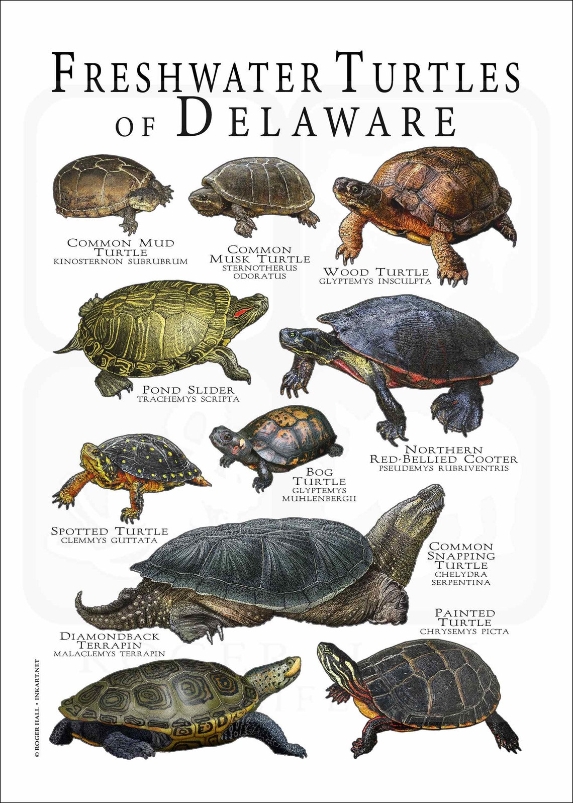 Freshwater Turtles of Delaware Poster Print Field Guide - Etsy