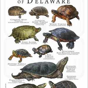 Freshwater Turtles of Delaware Poster Print/field Guide - SIGNED BY ...